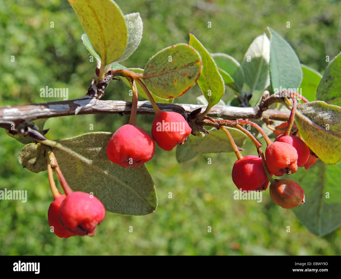 wild cotoneaster (Cotoneaster integerrimus), branch with fruits ...