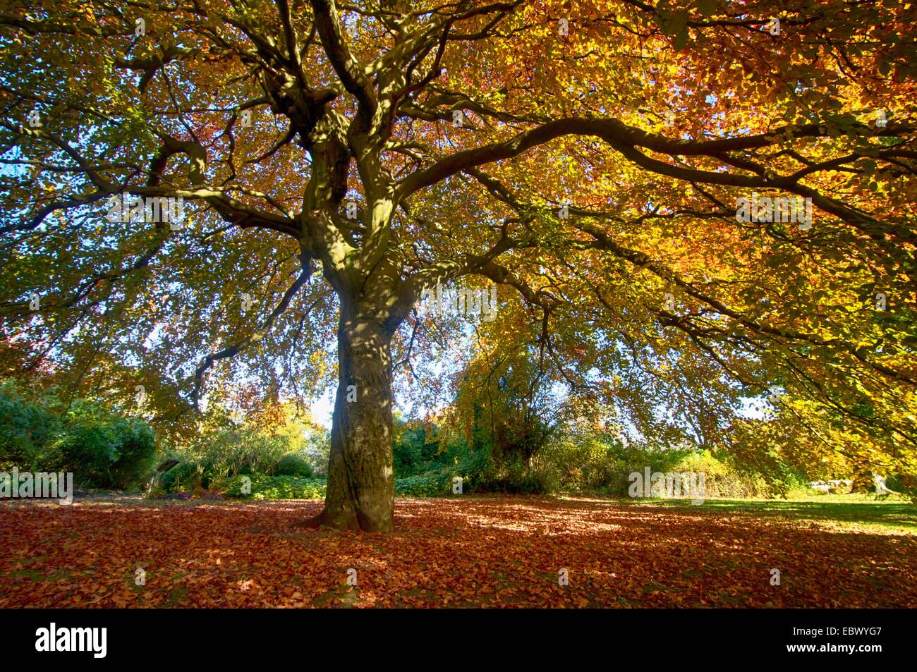 A large tree with fallen autumn leaves is bathed in sunshine in Glasgow ...