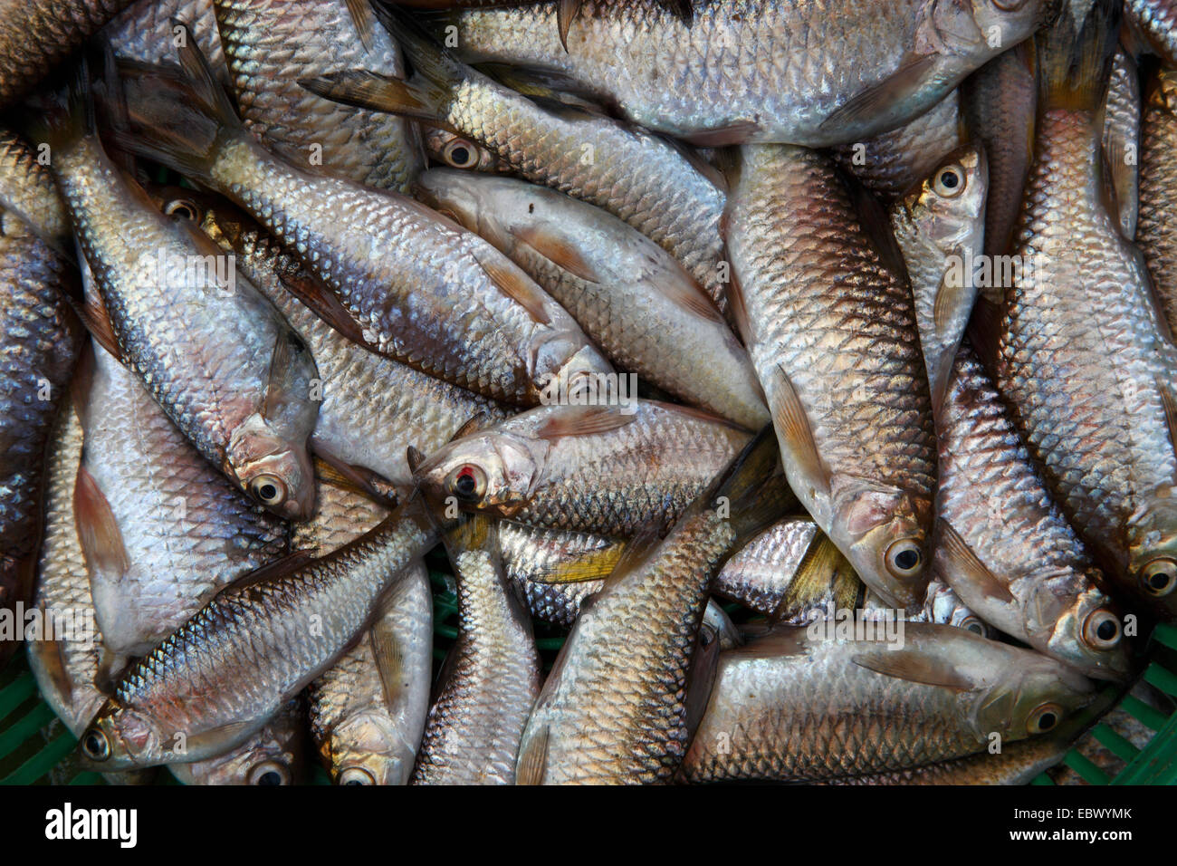 fish on Talat Tha Heua, Laos, Luang Prabang Stock Photo - Alamy