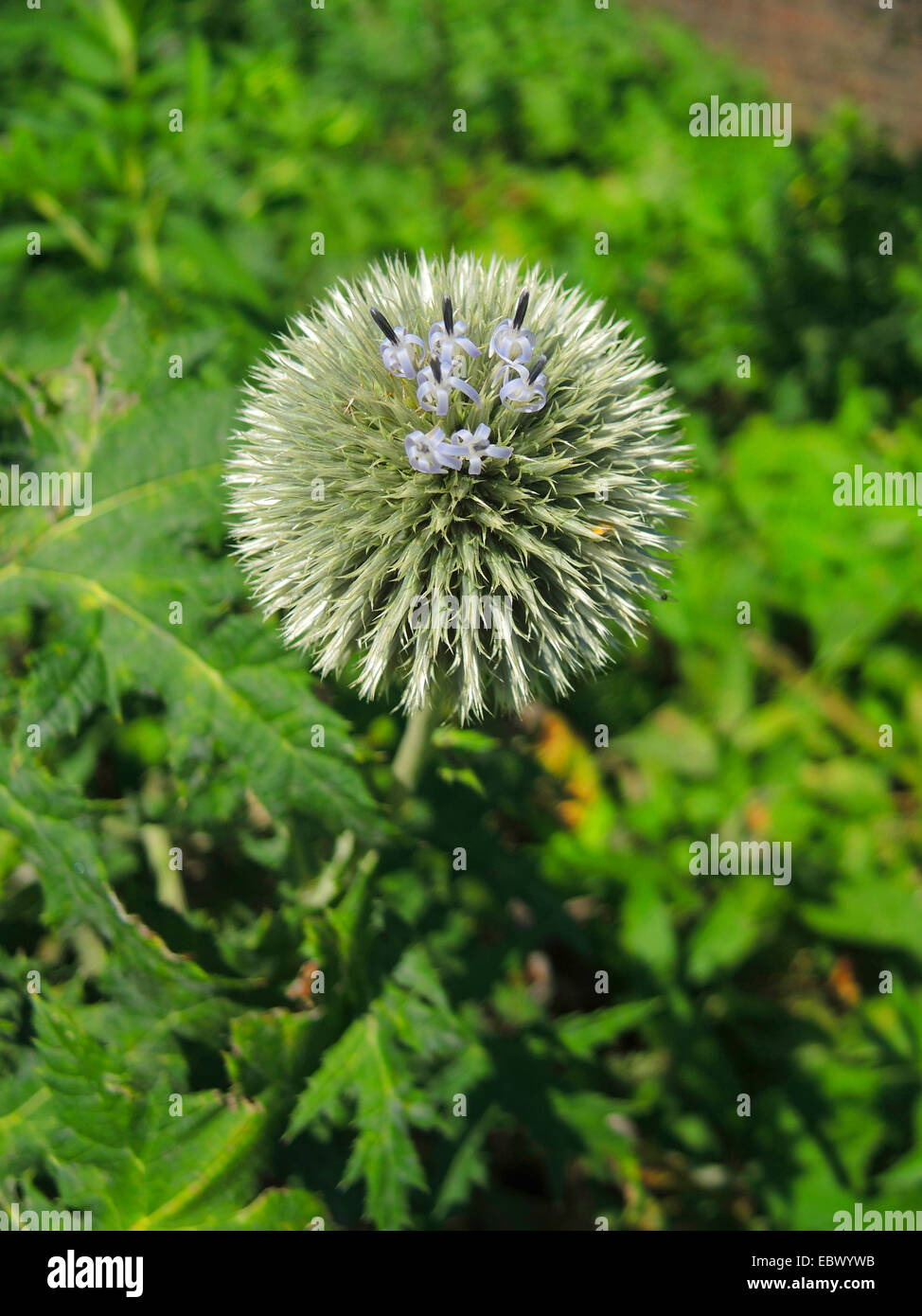 Russian globe thistle, tall globe-thistle (Echinops exaltatus ...