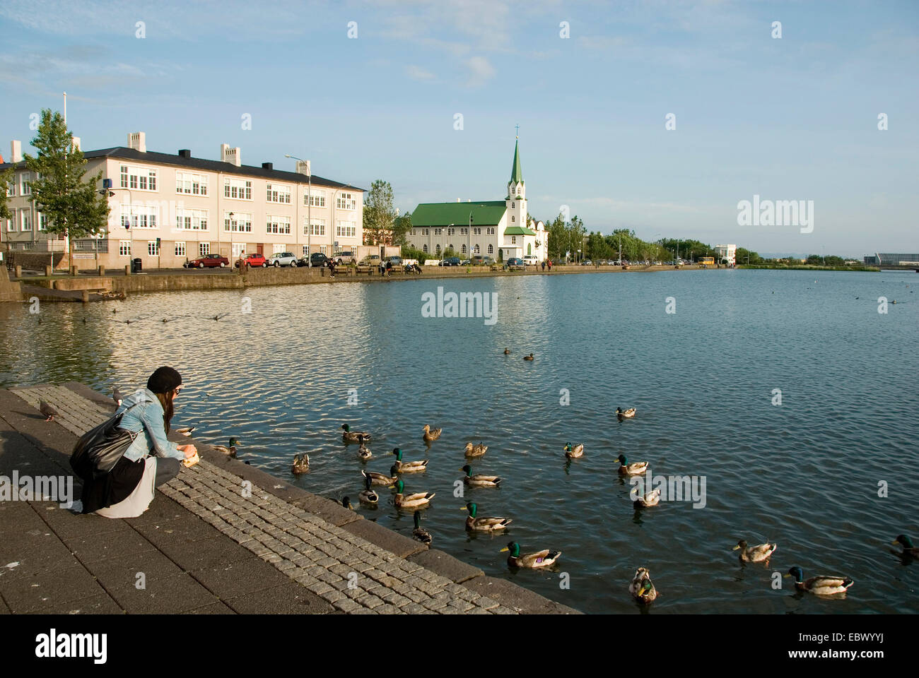 young woman feeding ducks on lake Tjoernin, church Frikirkja in the ...