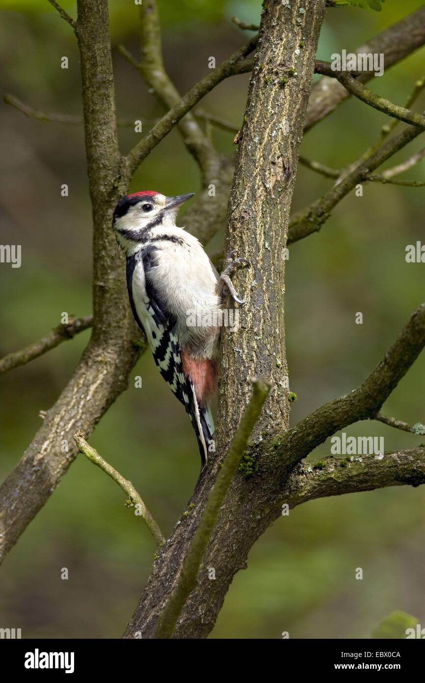 Great spotted woodpecker (Picoides major, Dendrocopos major), young ...