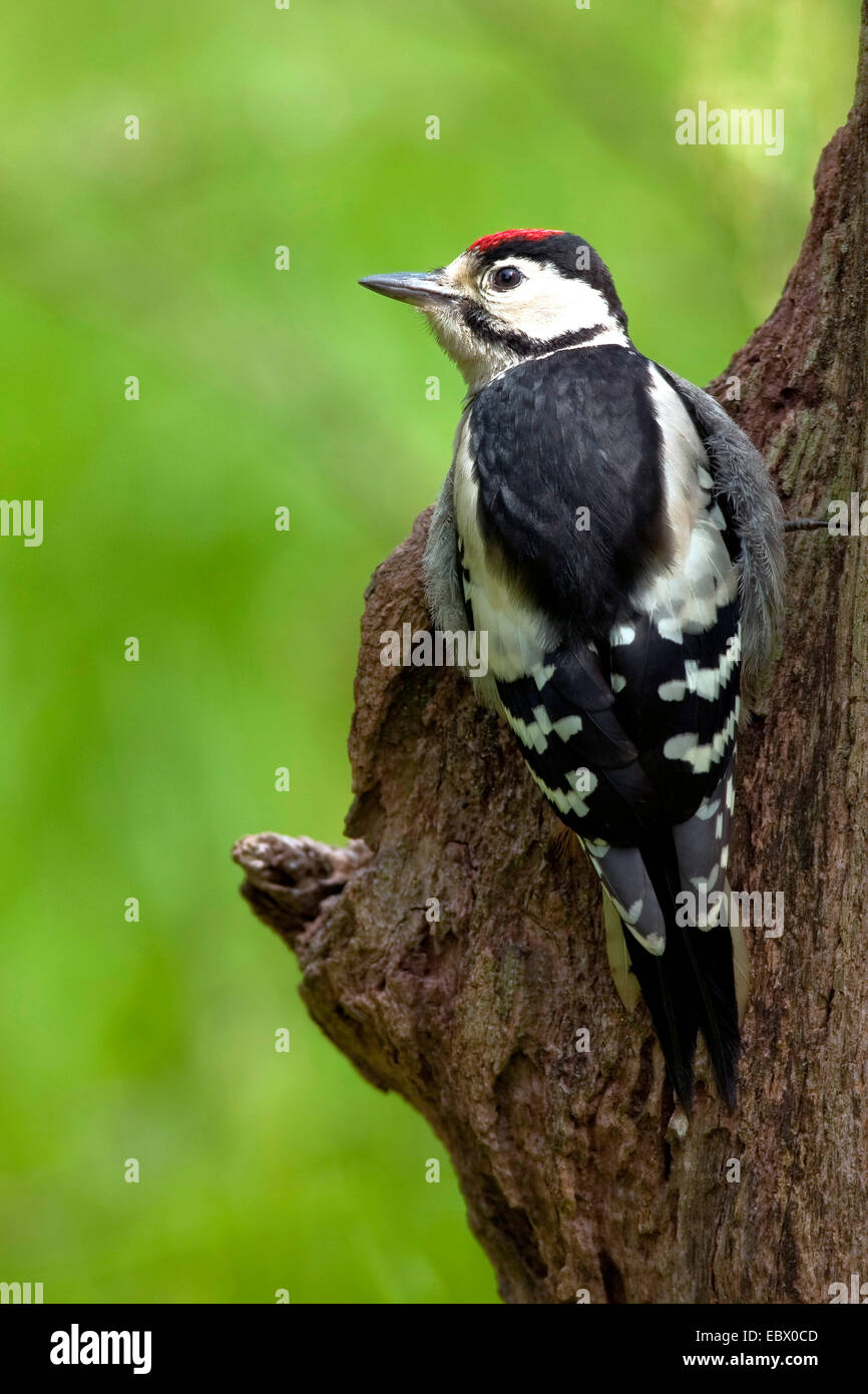 Great spotted woodpecker (Picoides major, Dendrocopos major), young ...