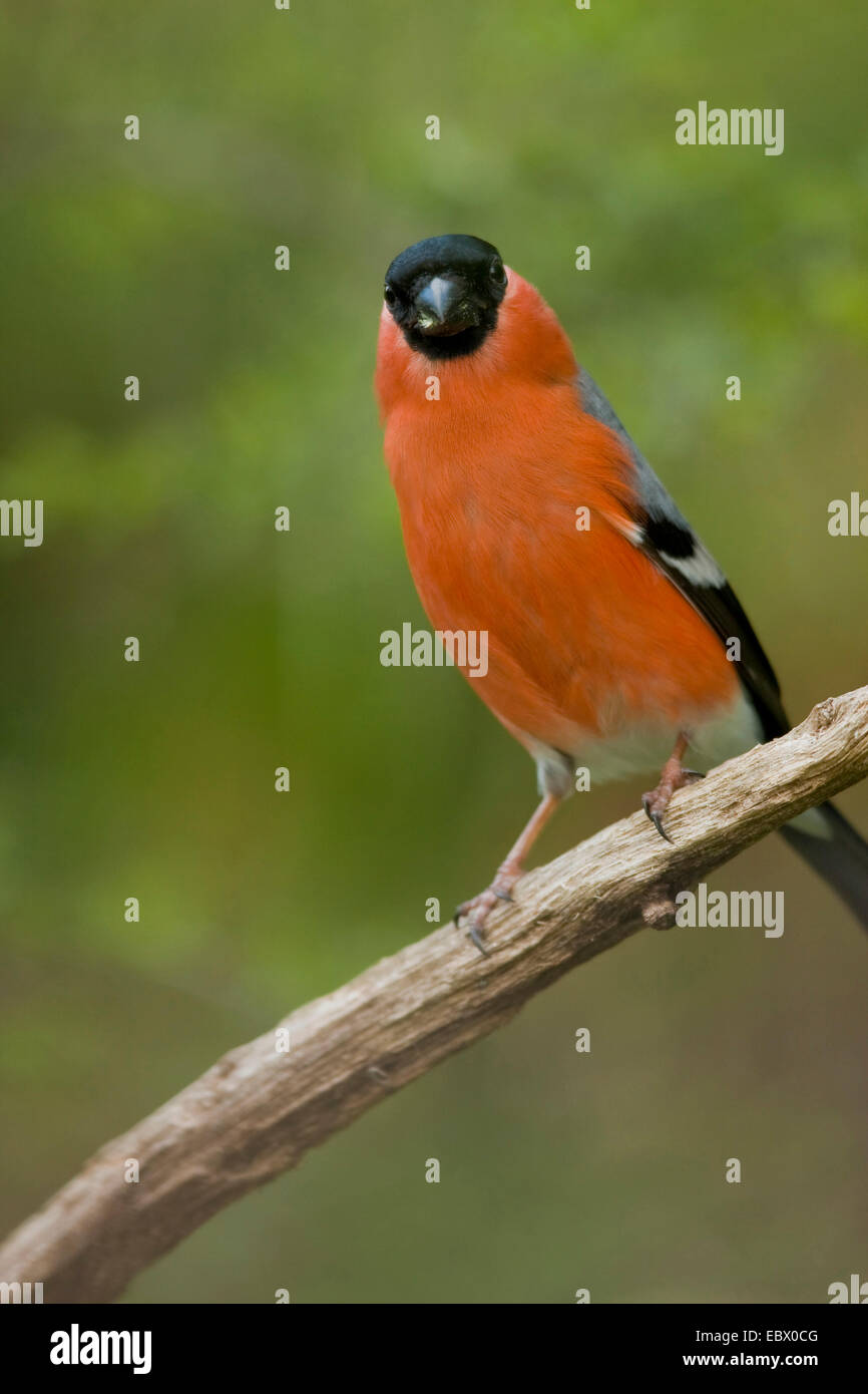 Northern bullfinches hi-res stock photography and images - Alamy