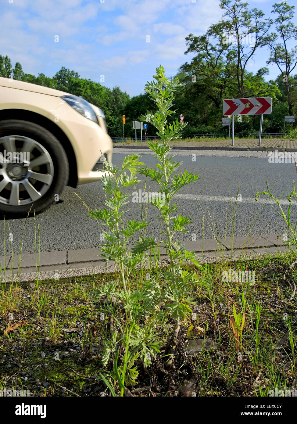 common wormwood, absinth wormwood, absinth sagewort (Artemisia ...