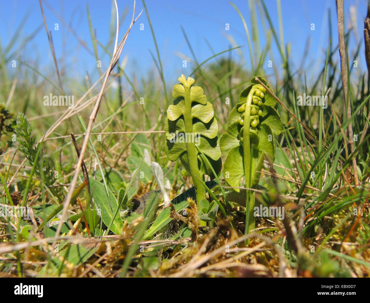 Moonwort grape fern botrychium lunaria hi-res stock photography and ...