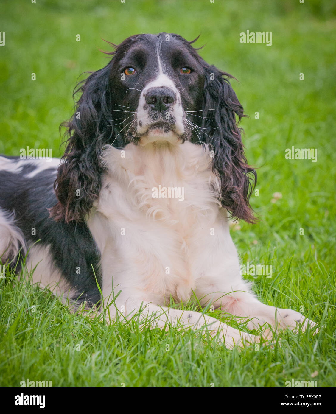 Black springer spaniel hi-res stock photography and images - Alamy