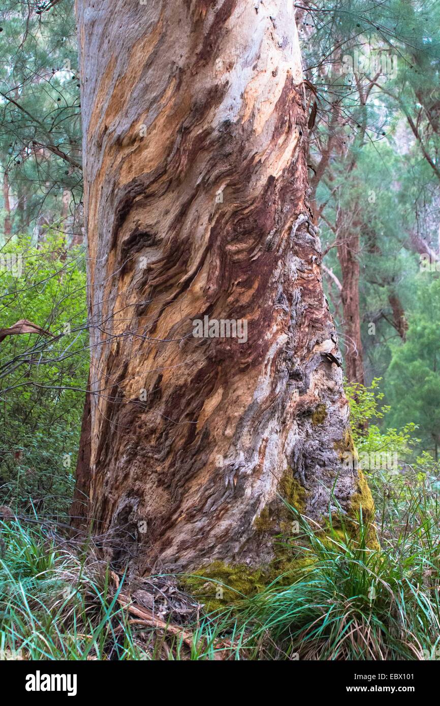Red Tingle tree in Walpole-Nornalup National Park, Eucalyptus jacksonii ...