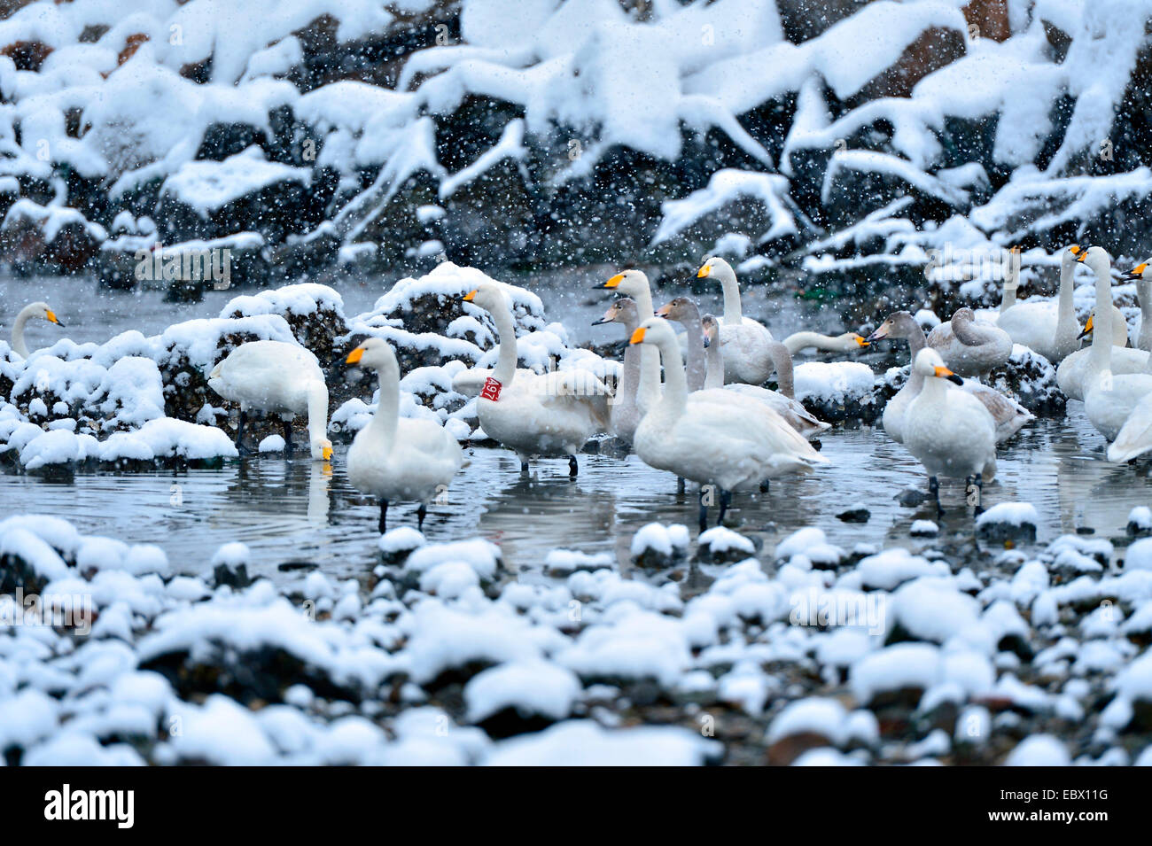 Rongcheng, Shandong, China. 05th Dec, 2014. The swans are playing in ...