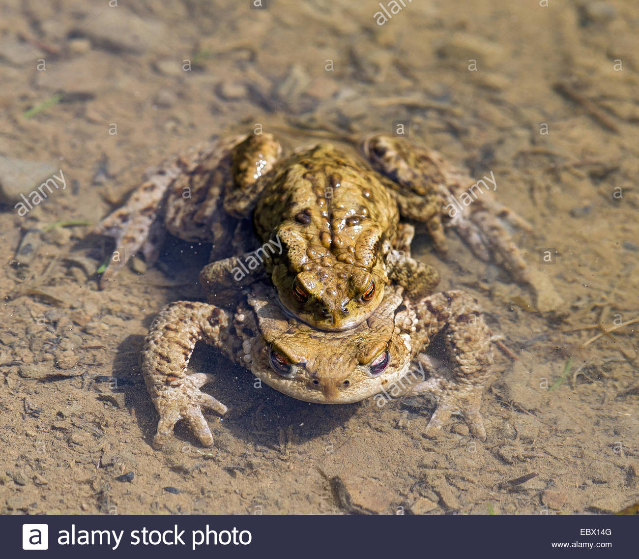 Mating Toads High Resolution Stock Photography and Images - Alamy