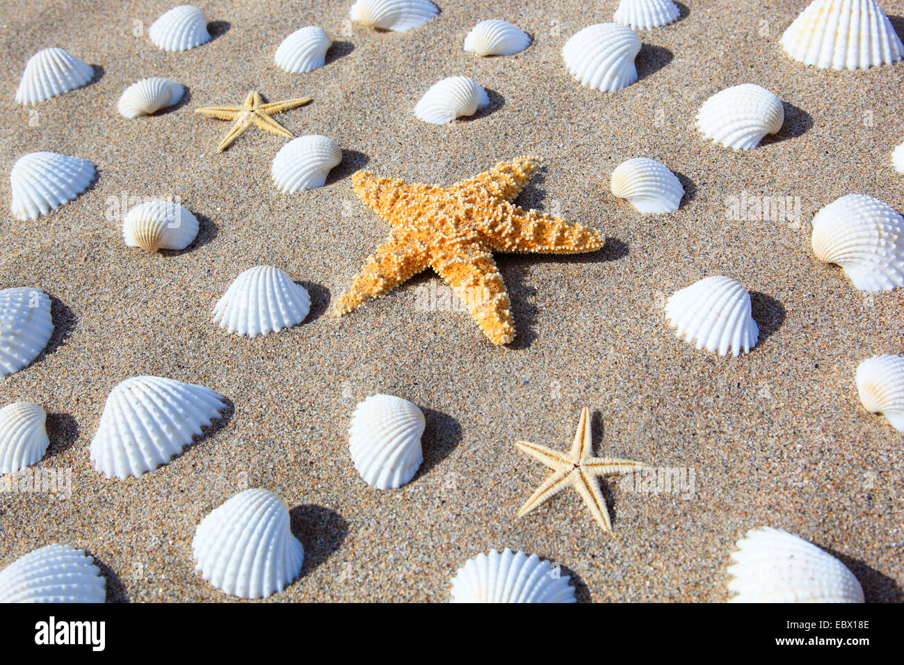 Various sea animals on sand hi-res stock photography and images - Alamy