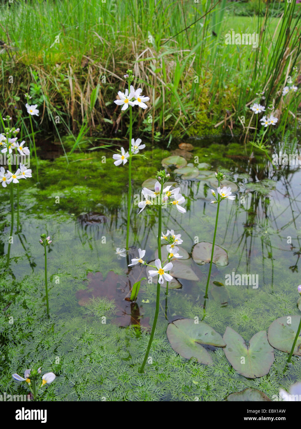 water-violet, water violet (Hottonia palustris), blooming in a pond ...