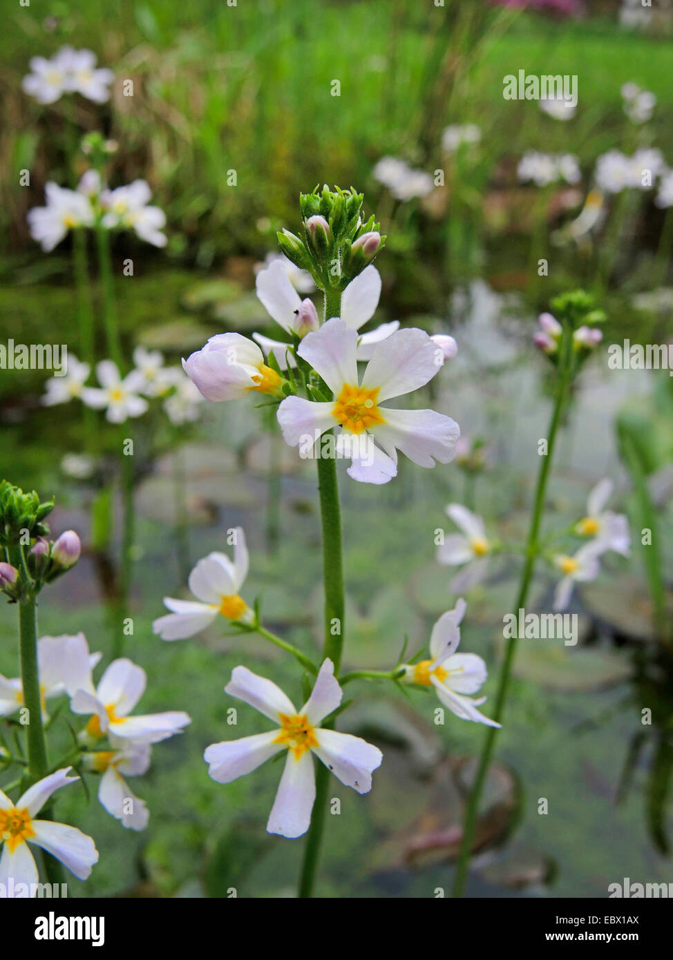 water-violet, water violet (Hottonia palustris), blooming in a pond ...