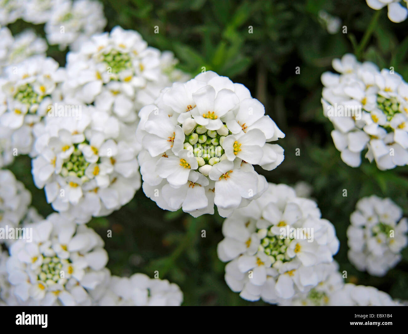 Iberis amara hi-res stock photography and images - Alamy