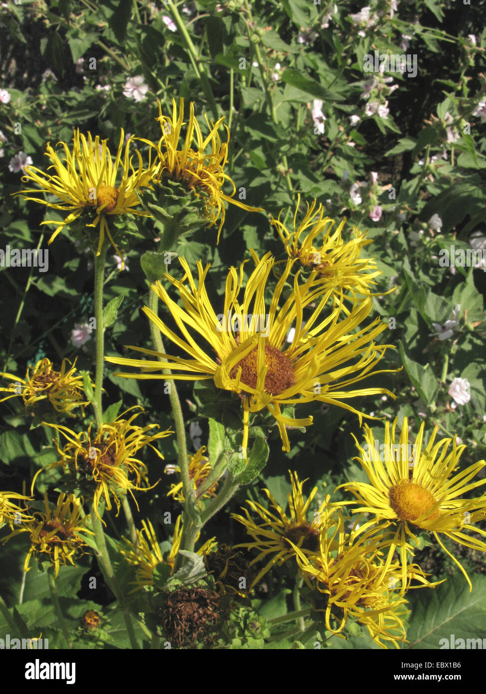 elecampane flower (Inula helenium), blooming Stock Photo - Alamy
