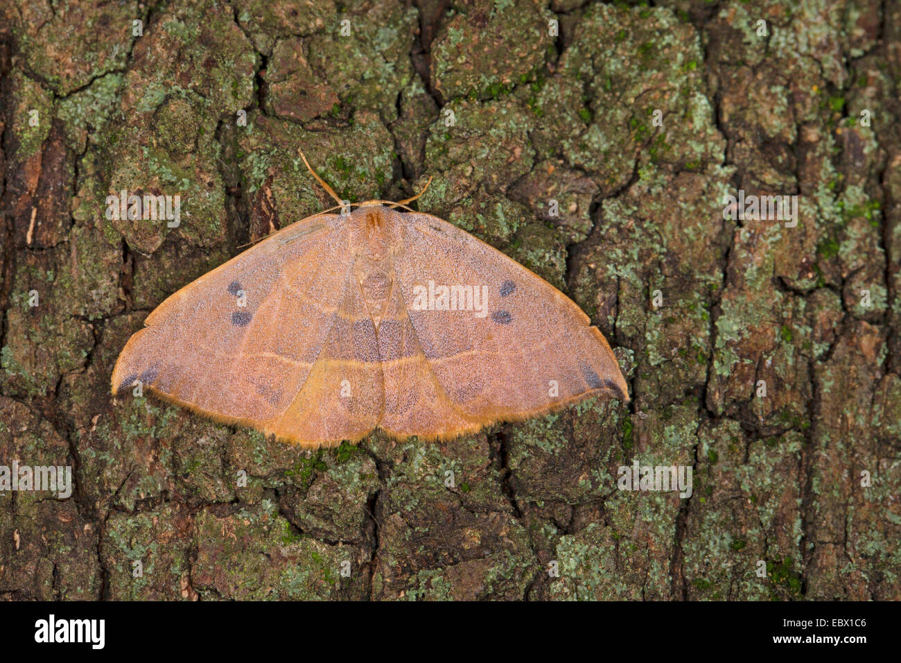 Hook tip moth hi-res stock photography and images - Alamy