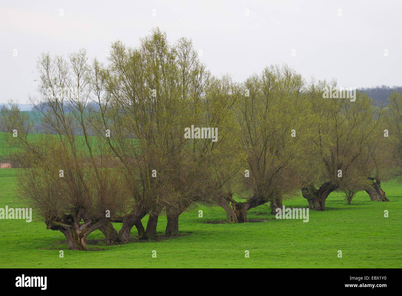 willow, osier (Salix spec.), row of pollarded willows in a meadow ...