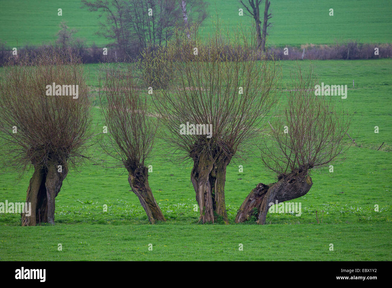 willow, osier (Salix spec.), row of pollarded willows in a meadow ...