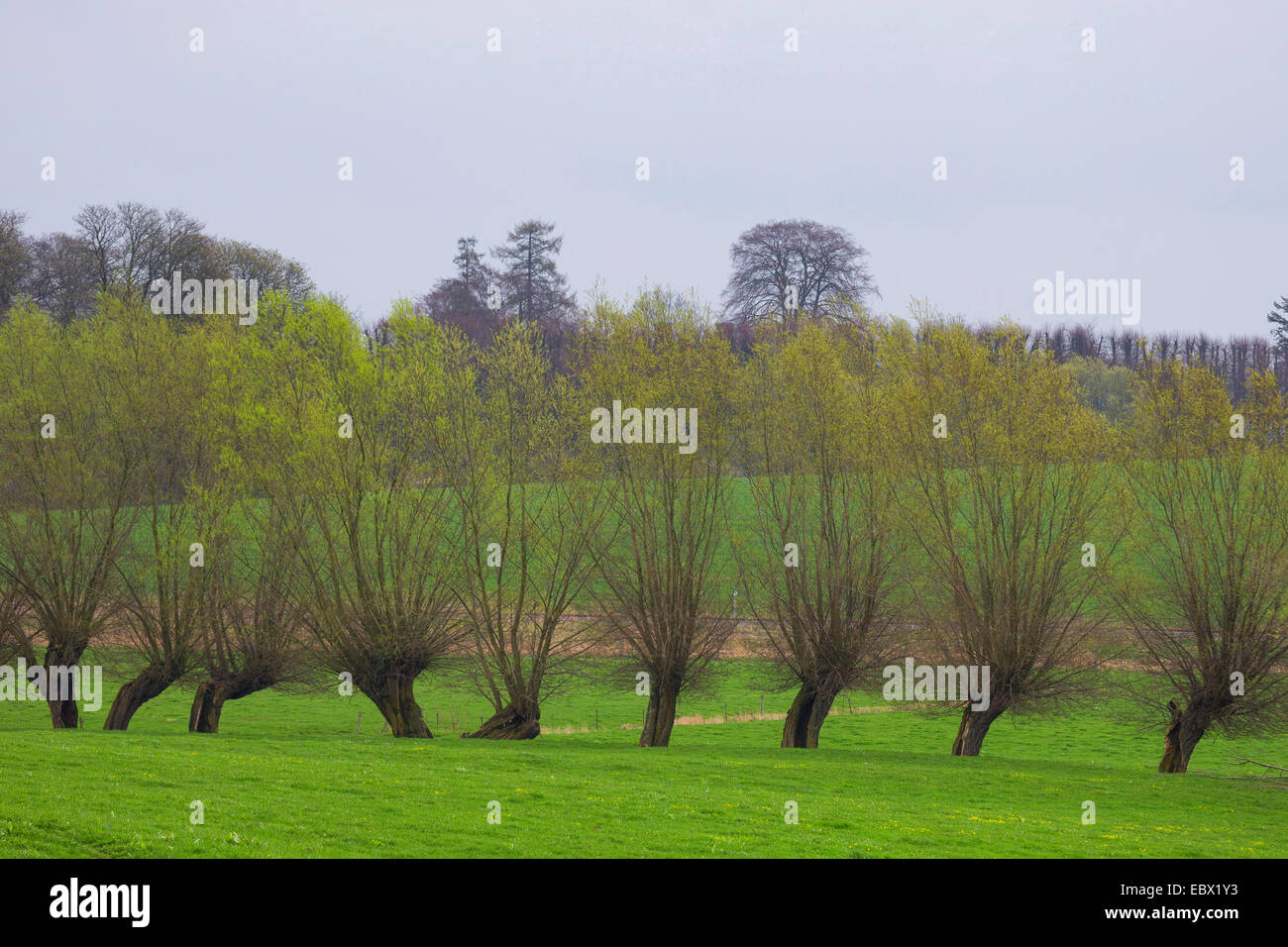 willow, osier (Salix spec.), row of pollarded willows in a meadow ...