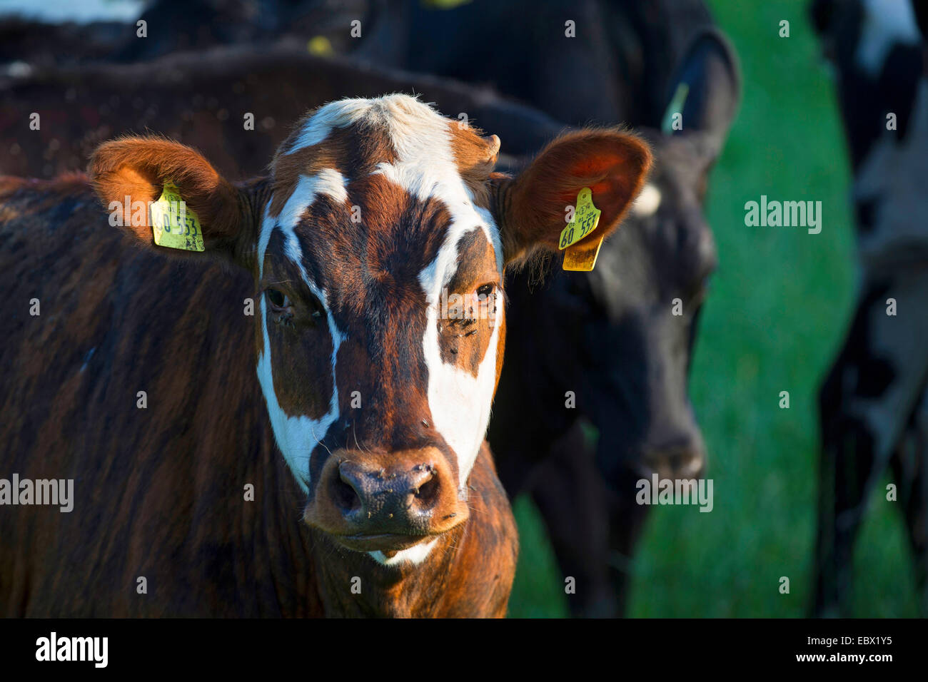 domestic cattle (Bos primigenius f. taurus), portrait of a milker on a ...