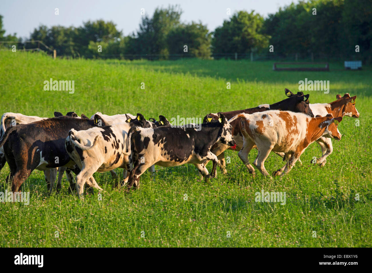 Milch cattle hi-res stock photography and images - Alamy