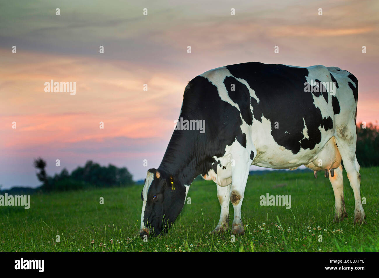 domestic cattle (Bos primigenius f. taurus), grazing milker on a ...