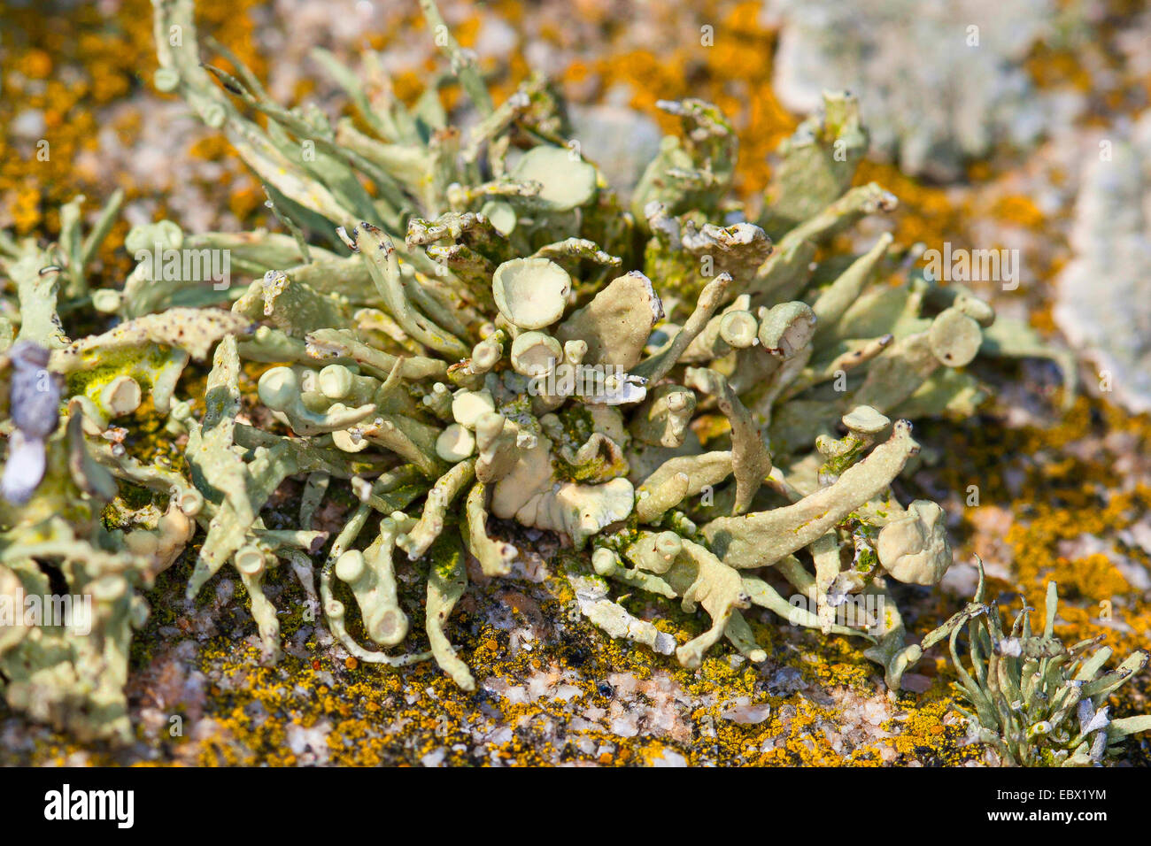 Sea ivory ramalina siliquosa hi-res stock photography and images - Alamy