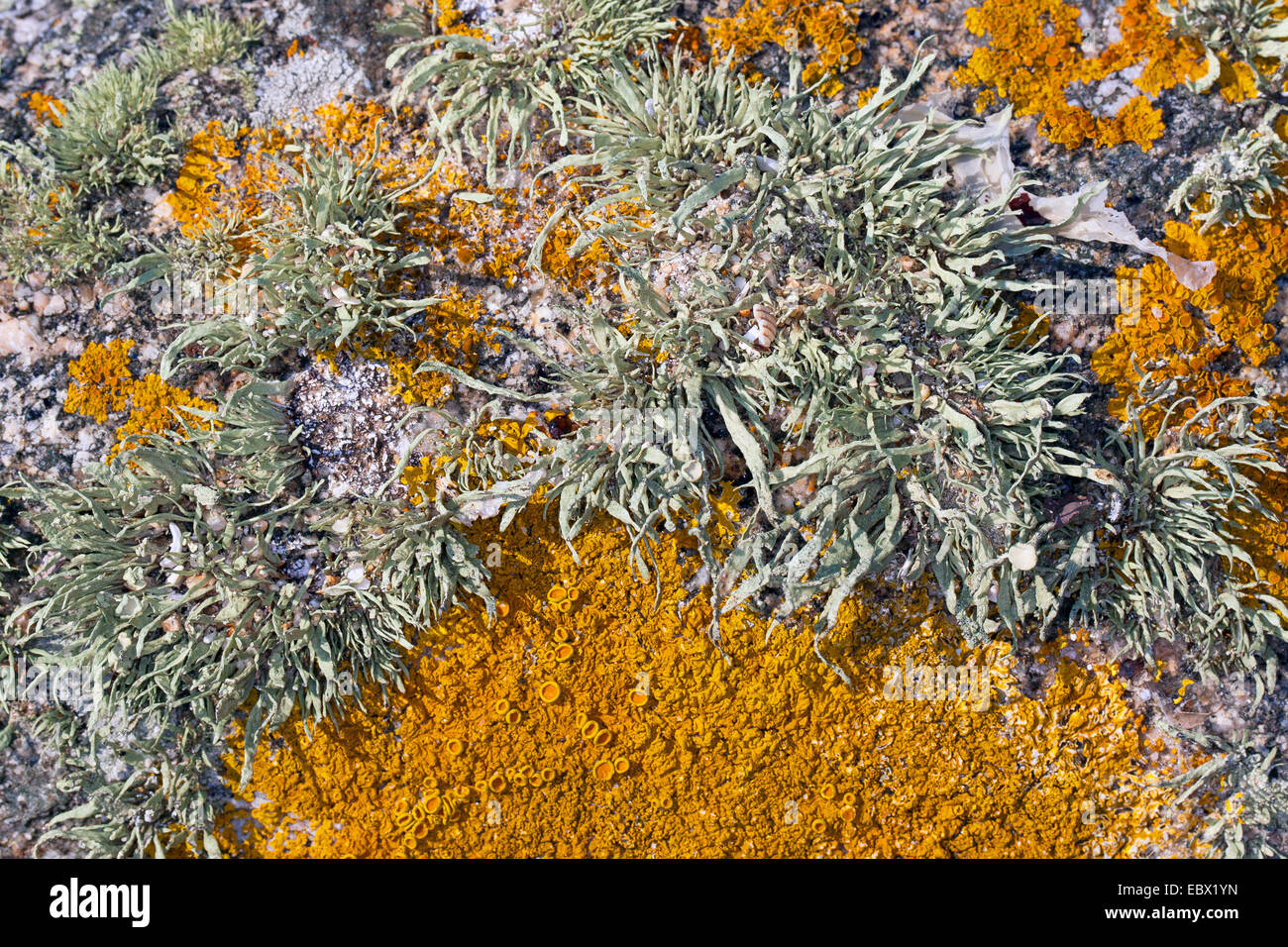 Sea ivory ramalina siliquosa hi-res stock photography and images - Alamy
