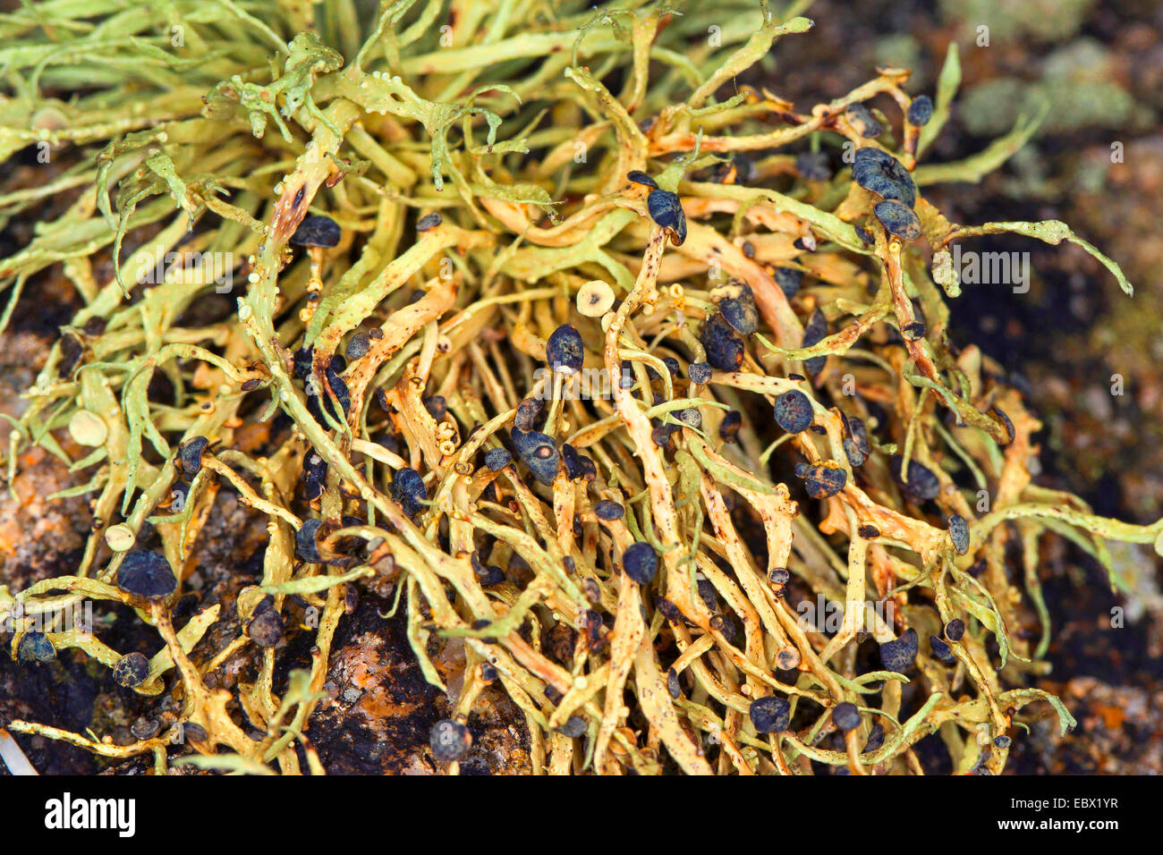 Sea ivory (Ramalina cf. siliquosa), Sea Ivory Lichen on rocks and stone ...