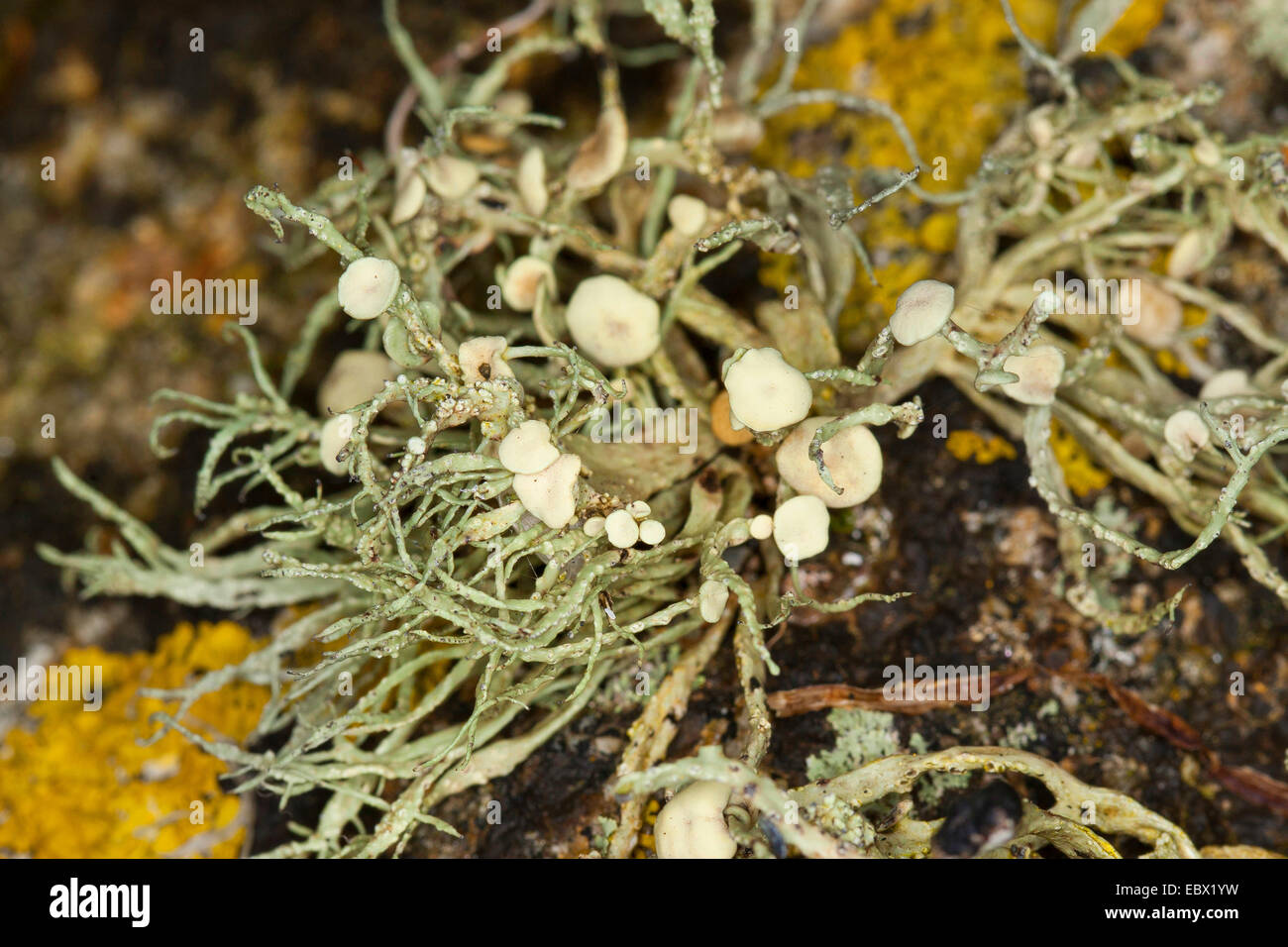 Sea ivory (Ramalina cf. siliquosa), Sea Ivory Lichen on rocks and stone ...