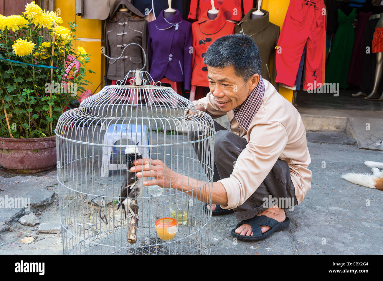 Disabled amputee man feeding caged bird in Hoi An Vietnam Stock Photo ...