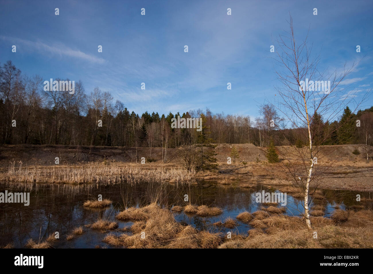 wetland, Germany, North Rhine-Westphalia, Littfeld Stock Photo - Alamy