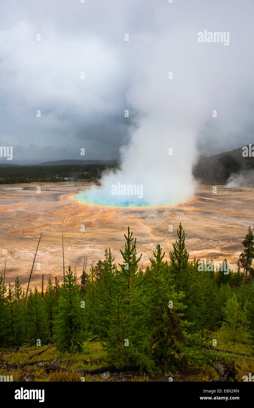 Steam erupts from Grand Prismatic Spring, Yellowstone National Park ...