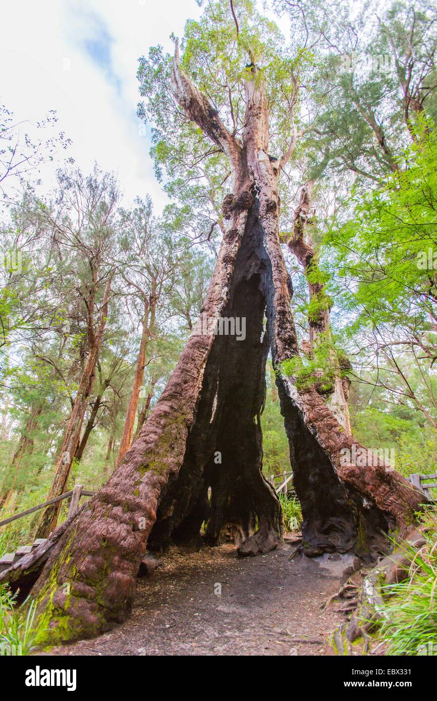 Giant Tingle tree in Walpole-Nornalup National Park, Eucalyptus Stock ...