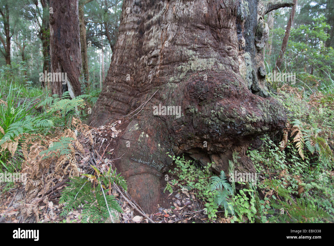Eucalyptus jacksonii hi-res stock photography and images - Alamy