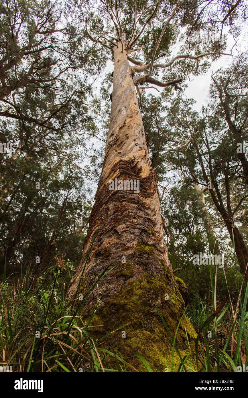 Red Tingle trees in Walpole-Nornalup National Park, Eucalyptus ...