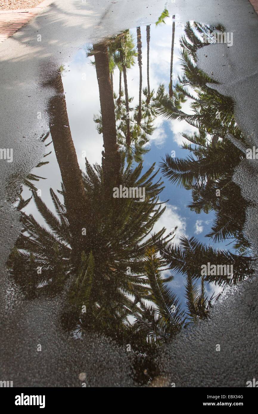 Palm tree reflection Stock Photo - Alamy