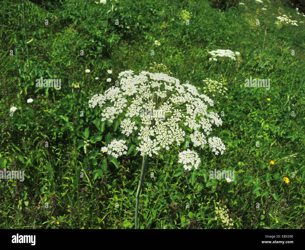 sermountain, bastard lovage (Laserpitium latifolium), blooming, Germany ...