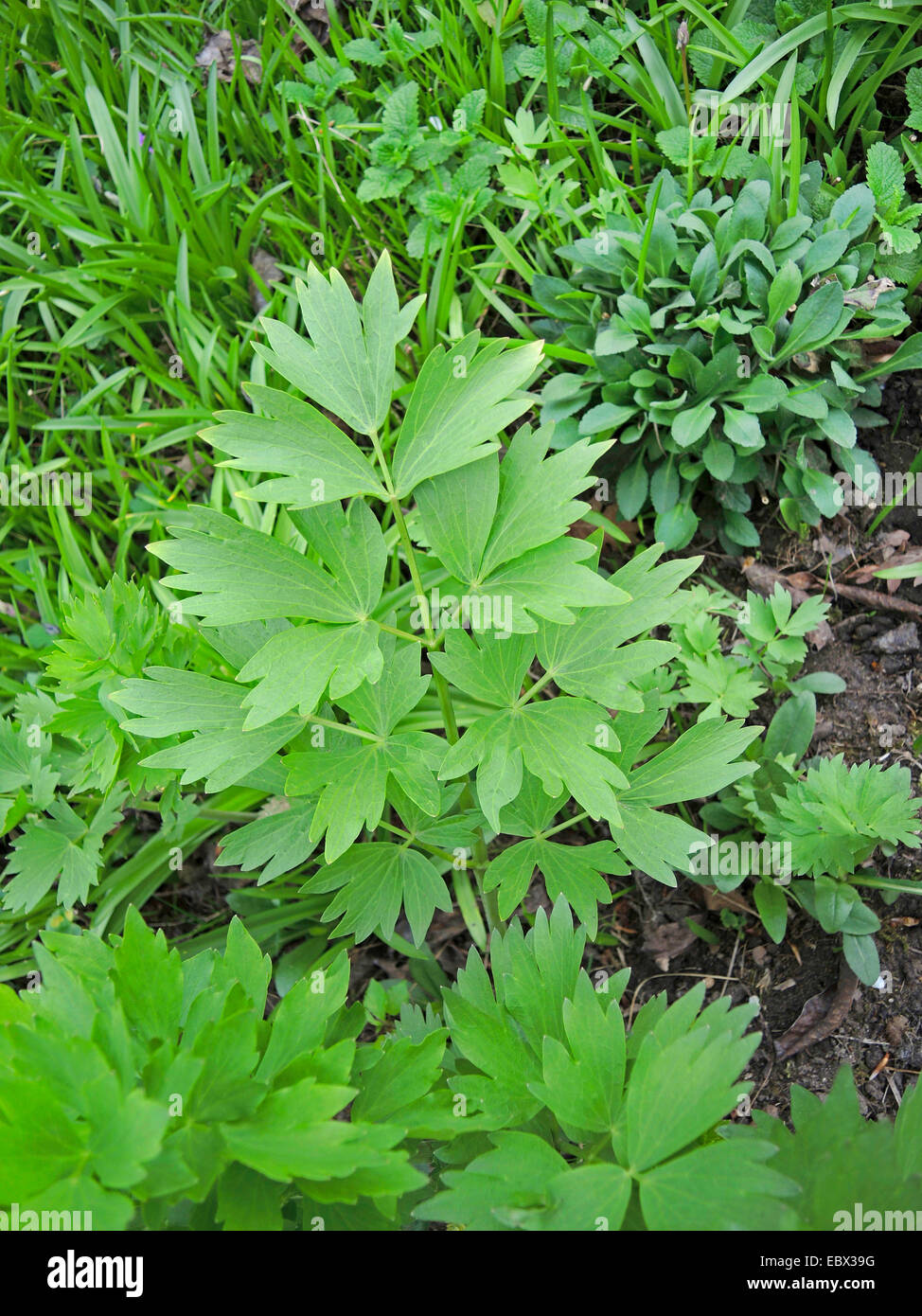 Plant gardeb hi-res stock photography and images - Alamy