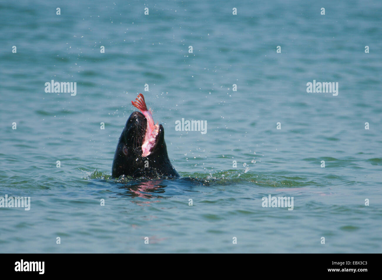 Seal eating fish hi-res stock photography and images - Alamy