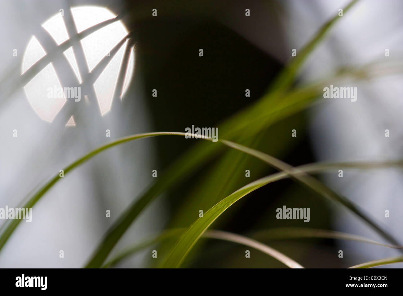 blades of reed in front of sun disc, Germany, Brandenburg Stock Photo ...