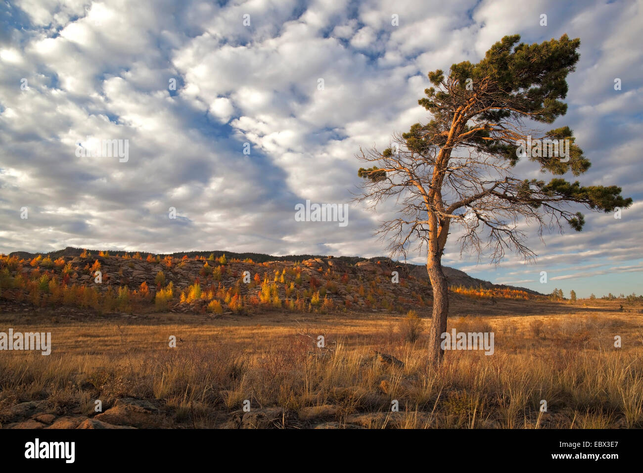 Shrub Steppes High Resolution Stock Photography and Images - Alamy
