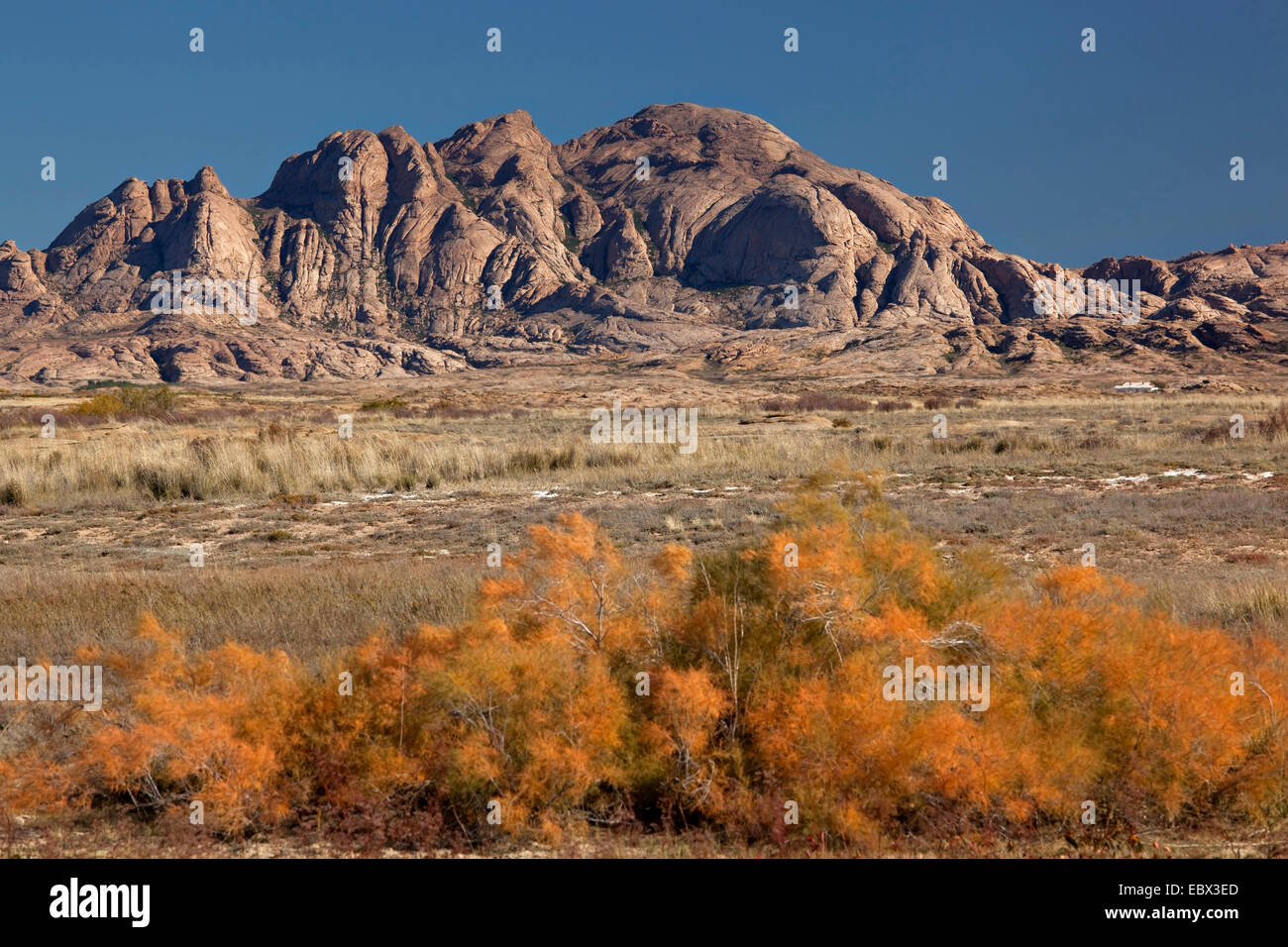 Shrub Steppes High Resolution Stock Photography and Images - Alamy