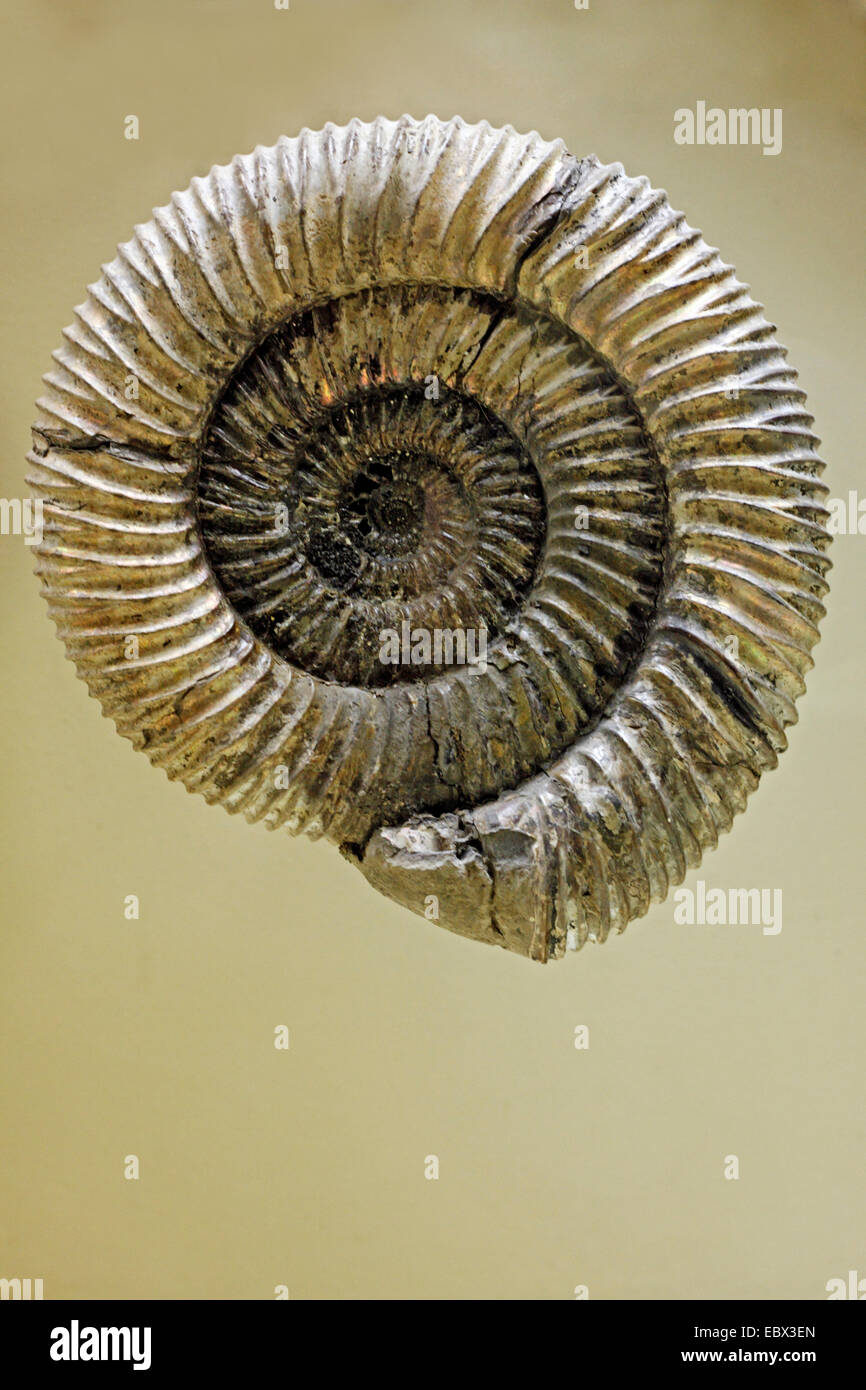 Ammonite hi-res stock photography and images - Alamy