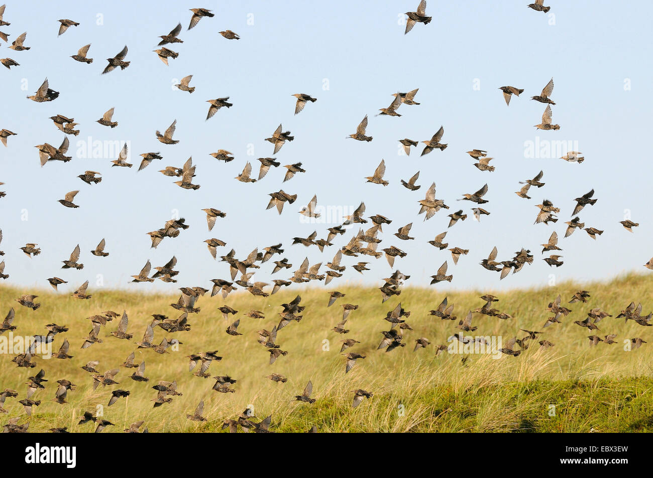 Flying Flock Mcphoto High Resolution Stock Photography and Images - Alamy