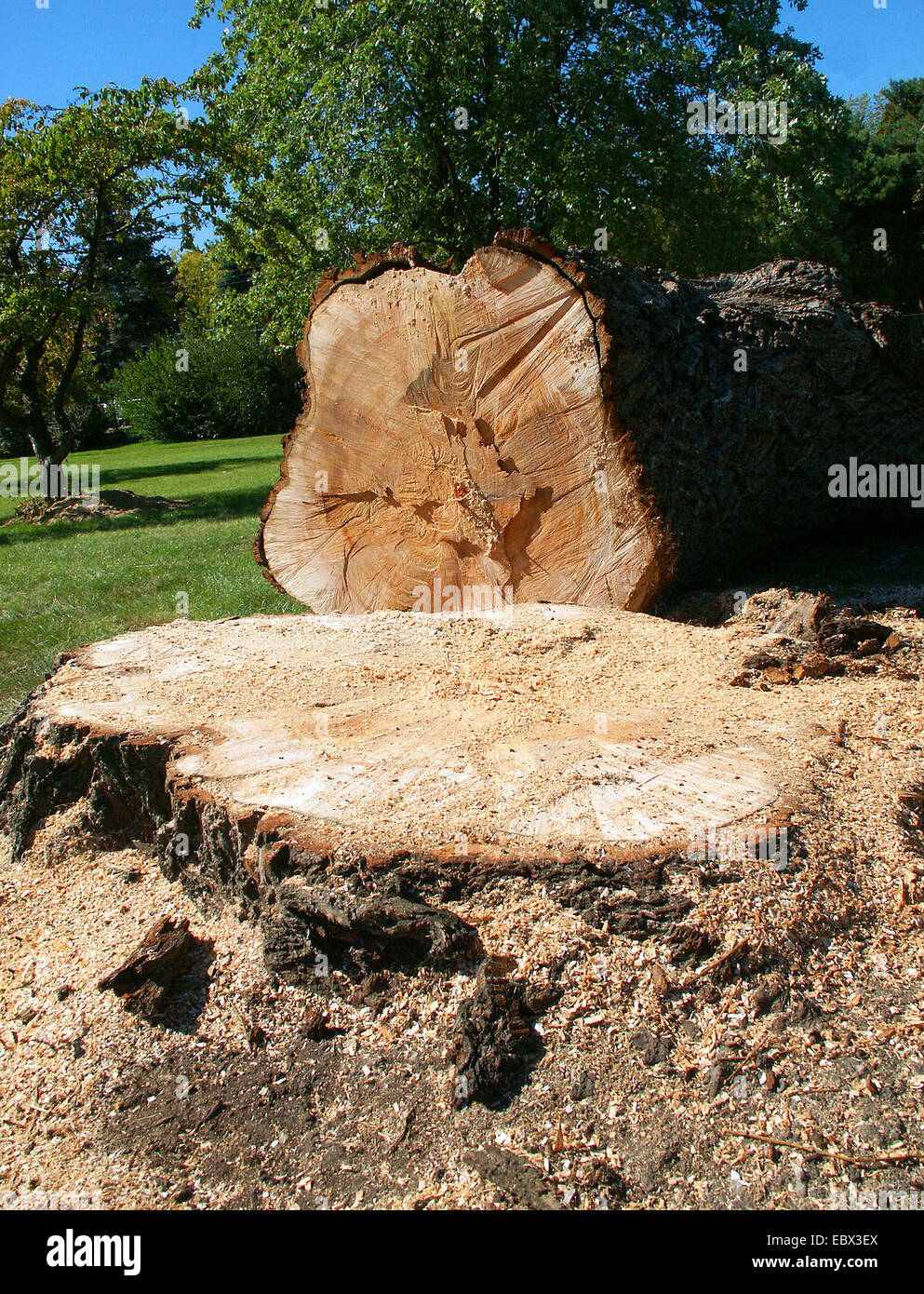felled tree lying on a lawn beside its stump Stock Photo - Alamy