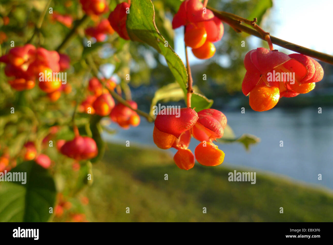 European spindle-tree (Euonymus europaea, Euonymus europaeus), fruits ...