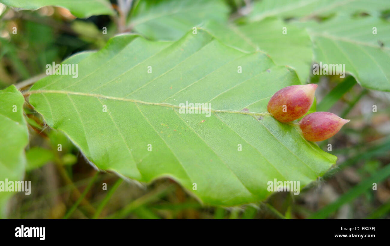 beech leaf gall midge, beech pouch-gall midge (Mikiola fagi), two galls ...