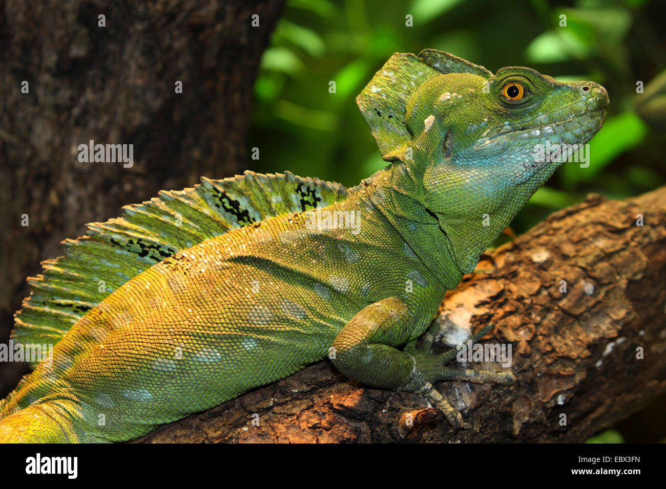 green basilisk, plumed basilisk, double-crested basilisk (Basiliscus ...