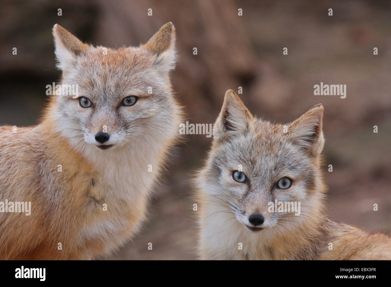 Vulpes velox hi-res stock photography and images - Alamy